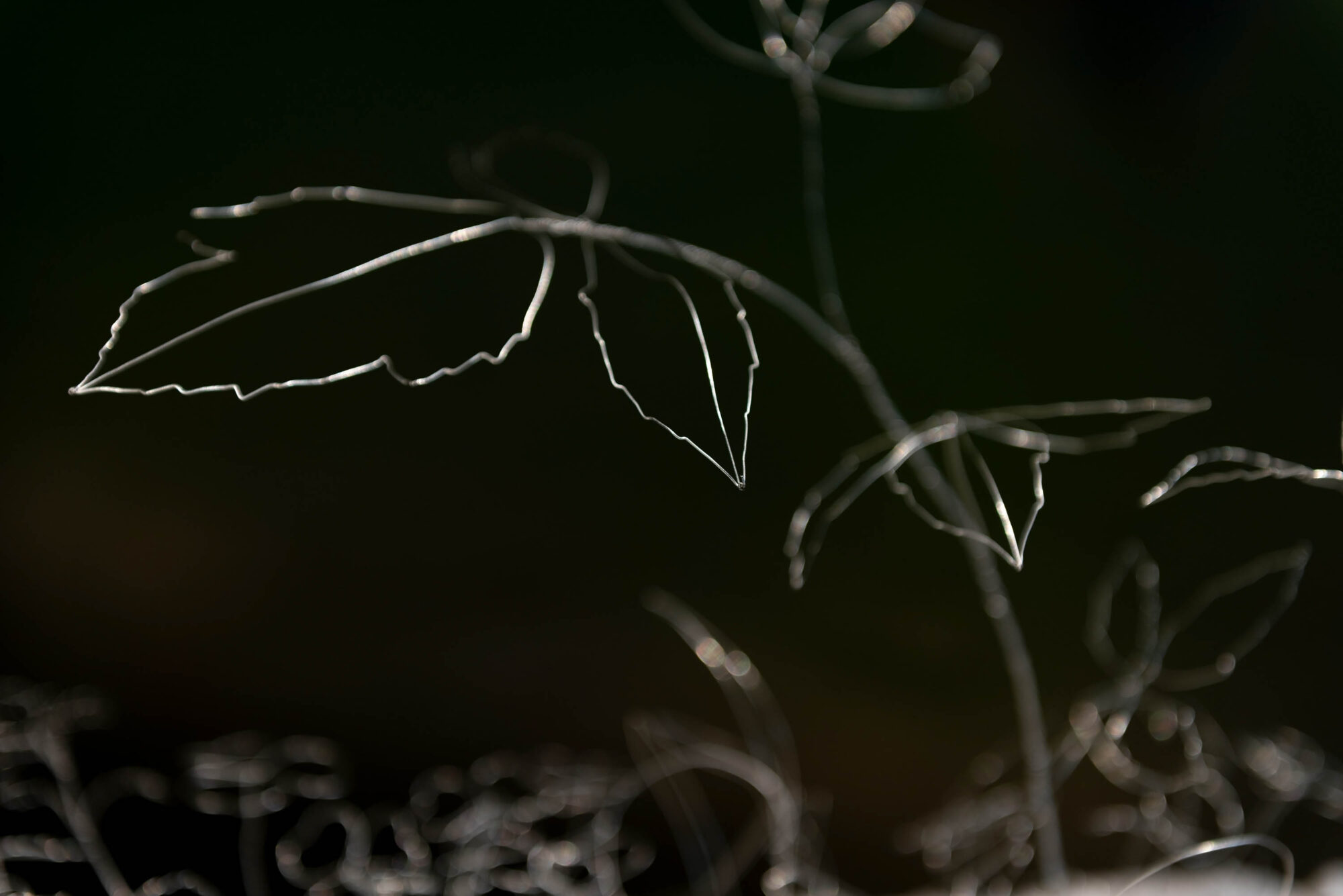 The Bambi Project – Kogo Gallery