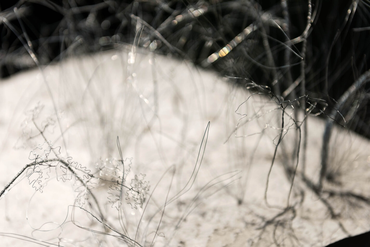 The Bambi Project – Kogo Gallery